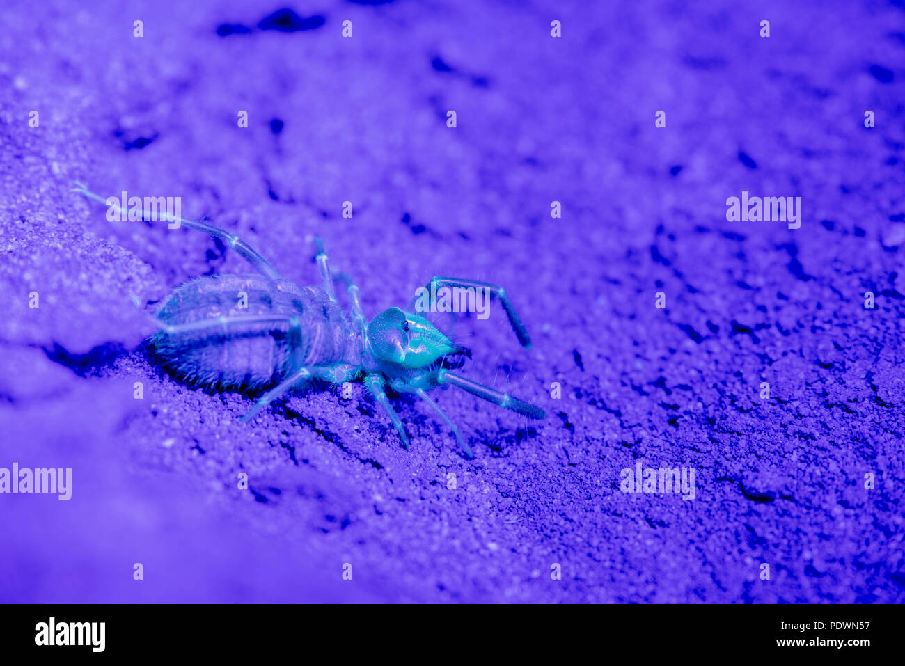 Camel spider hi-res stock photography and images - Alamy