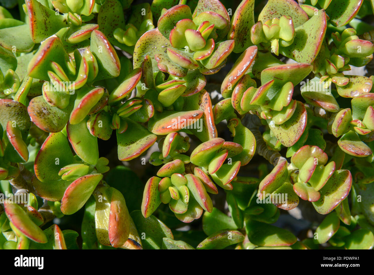 Succulent plant for background and texture Stock Photo - Alamy