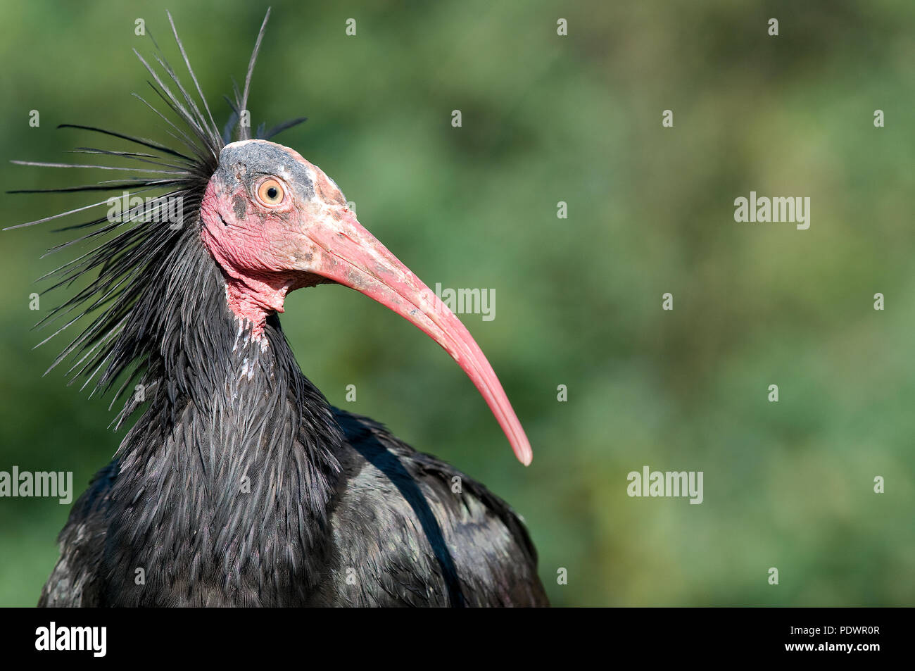 Northern Bald Ibis - portrait - Geronticus eremita Ibis chauve Stock ...
