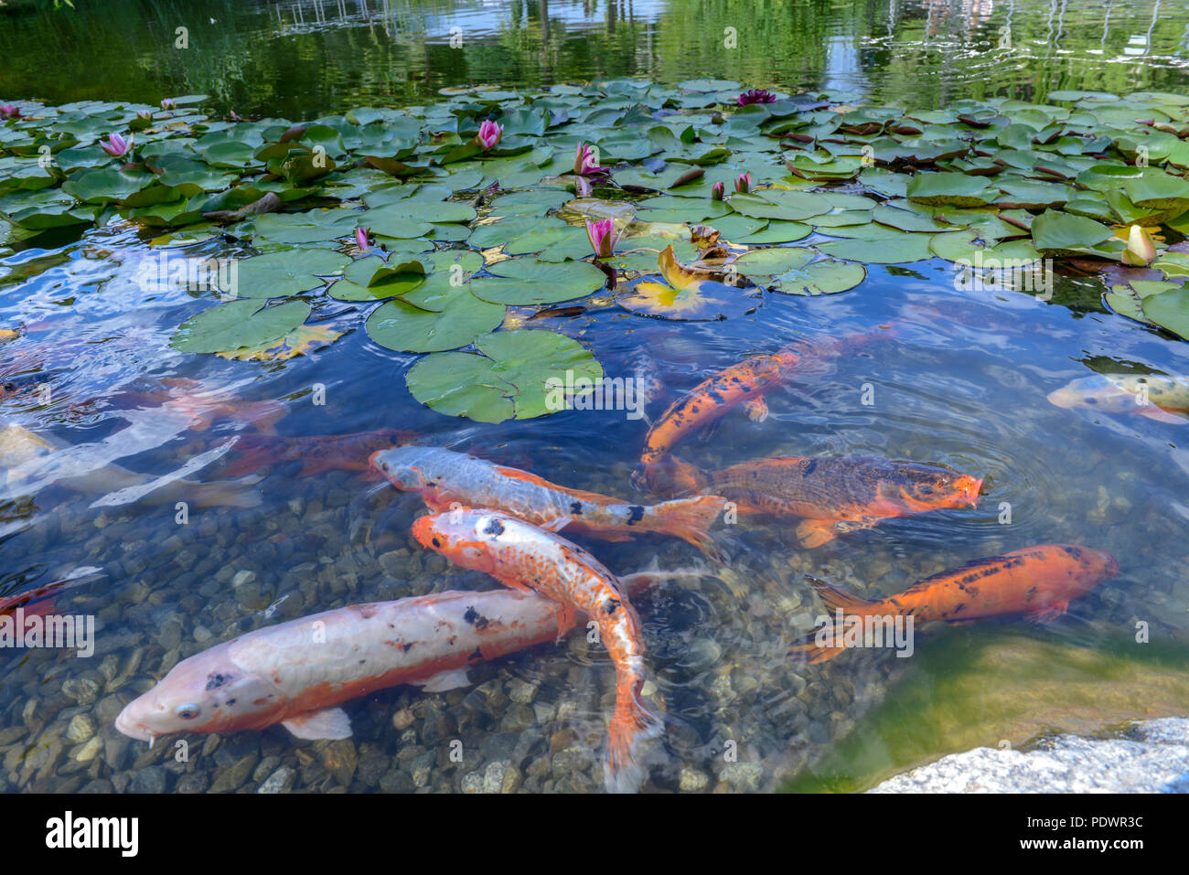Beautiful nymphea among the leaves and gold fish in the water of the ...