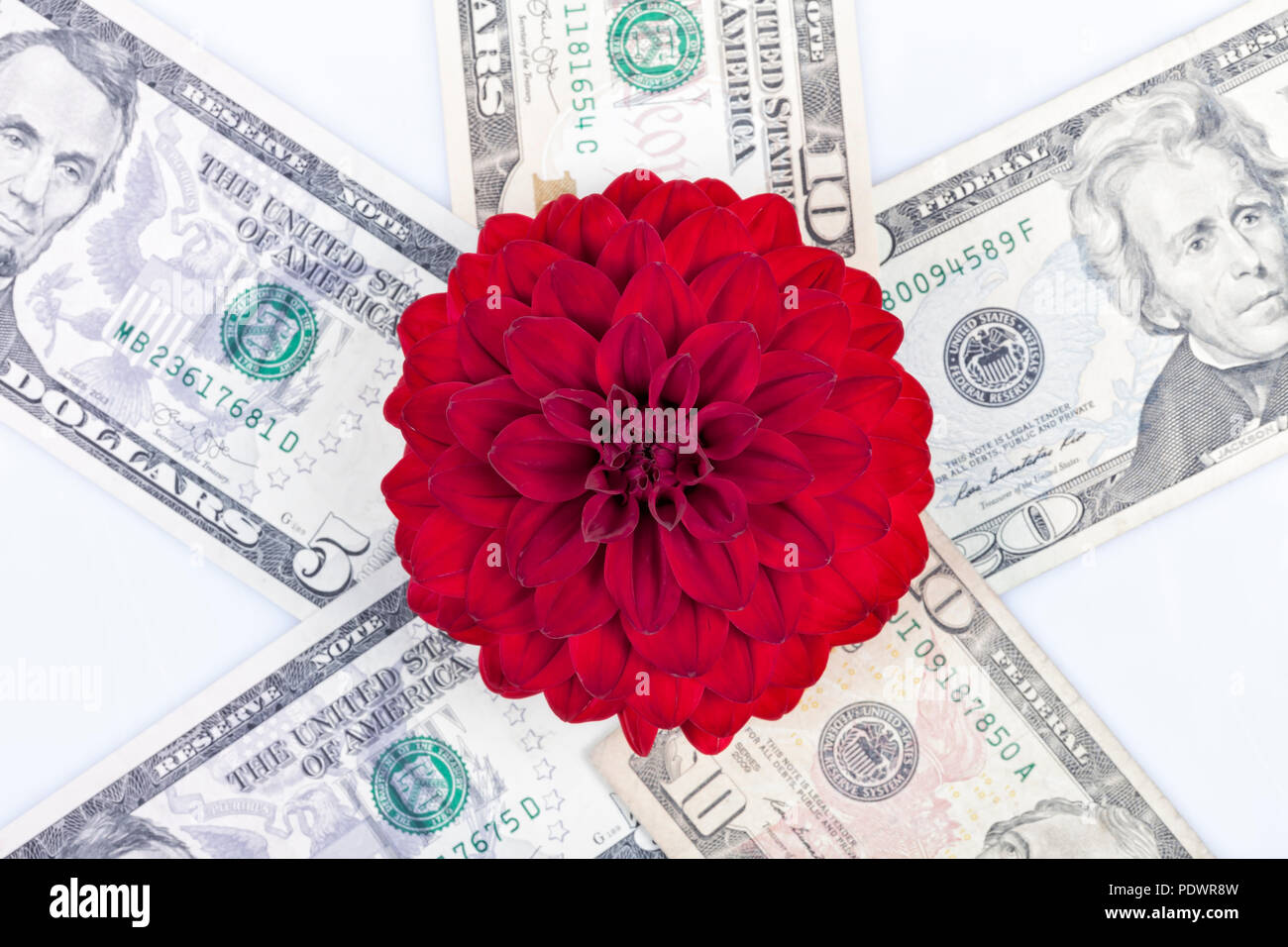 A red dalia flower on top of dollar bills isolated on white Stock Photo ...