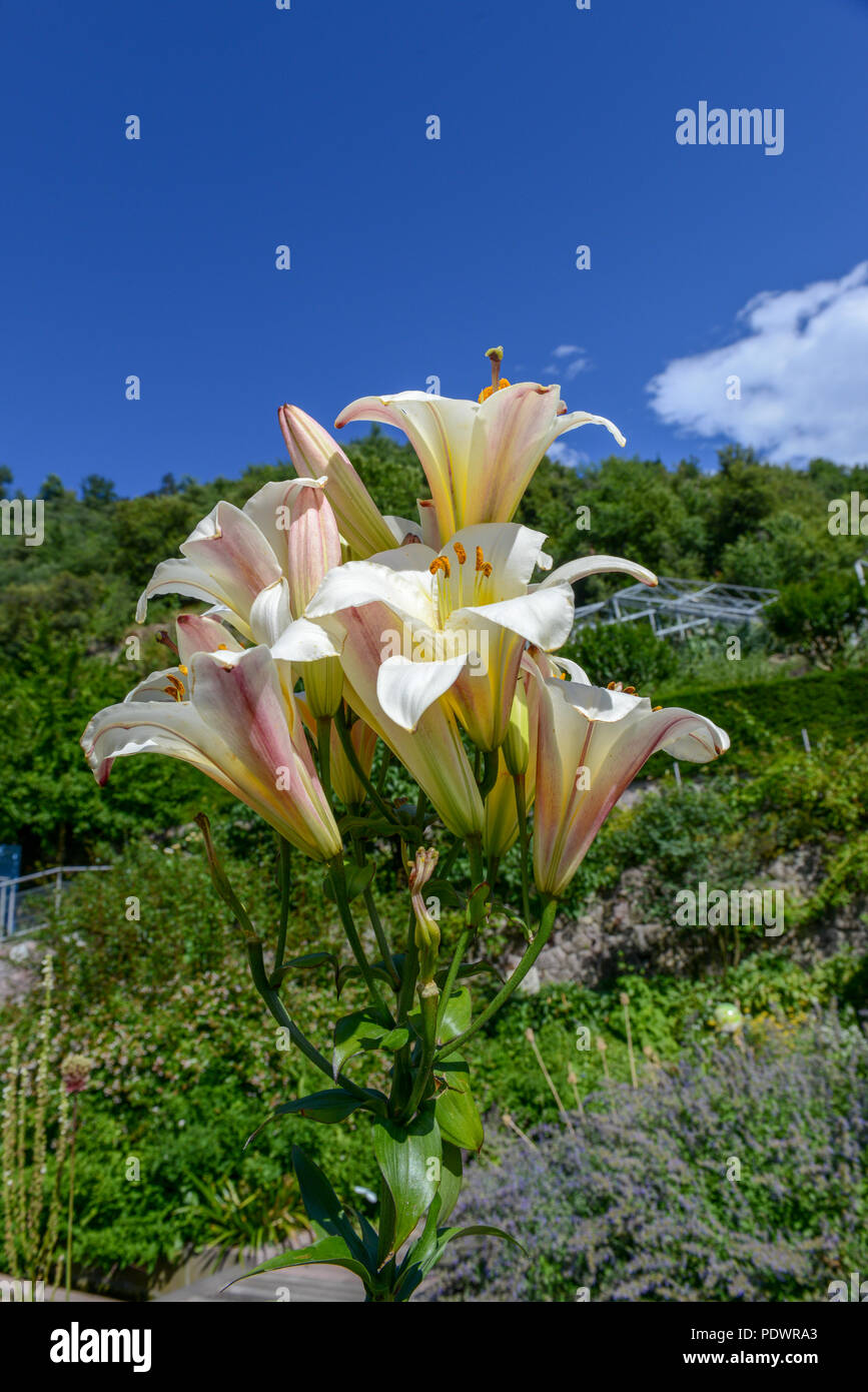 White geranium at botanic garden of Trauttmansdorff Castle at Meran on ...