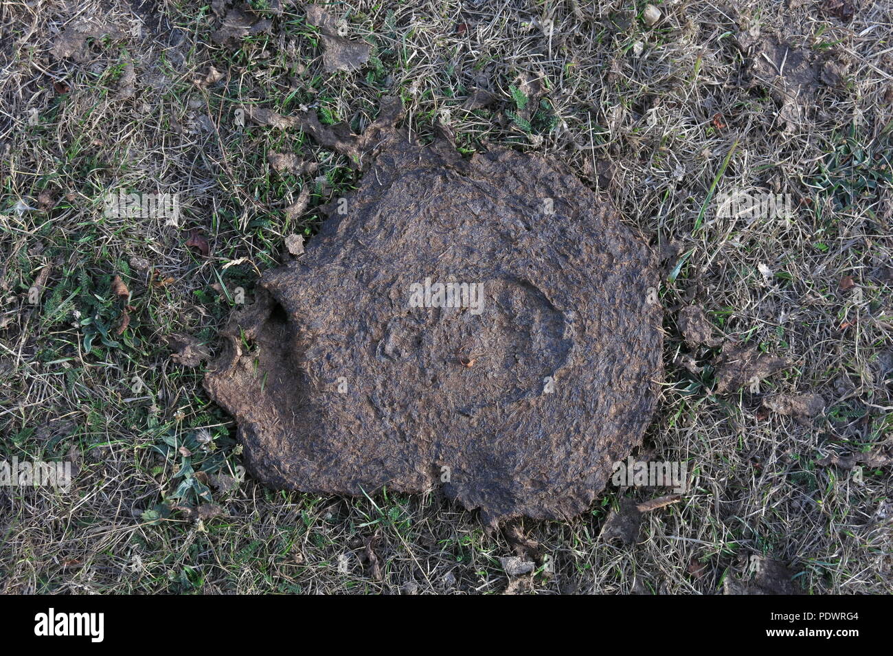 Cow pat hi-res stock photography and images - Alamy