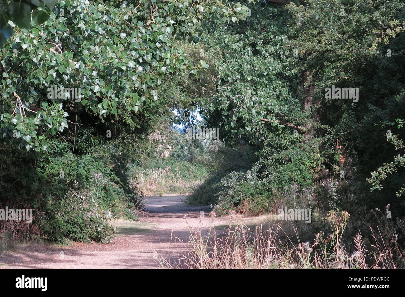 path with hedges Stock Photo - Alamy