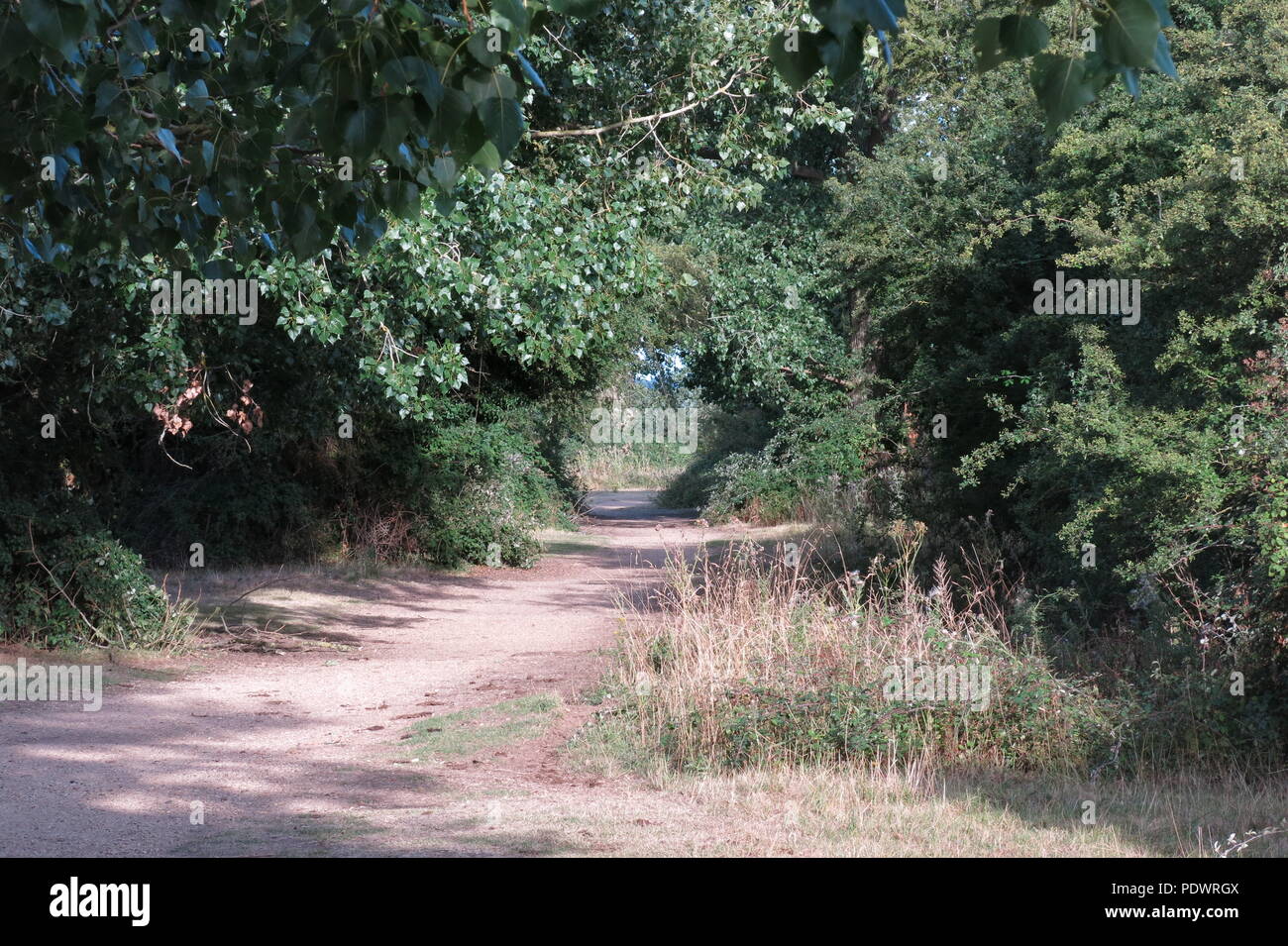path with hedges Stock Photo - Alamy