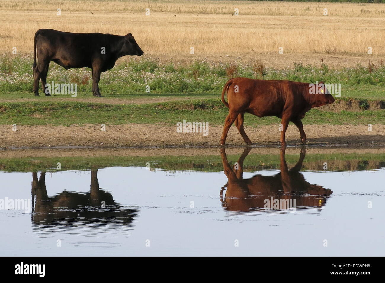 cows by the river Stock Photo - Alamy