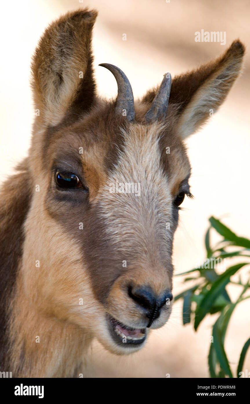 Pyrenean chamois - portrait - Rupicapra pyrenaica Isard Stock Photo - Alamy