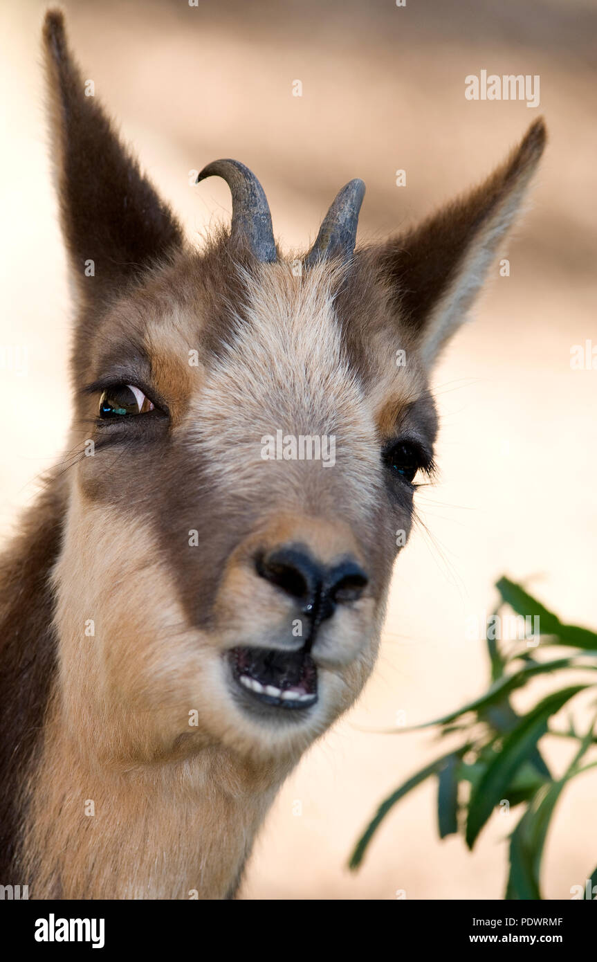 Pyrenean chamois - portrait - Rupicapra pyrenaica Isard Stock Photo - Alamy