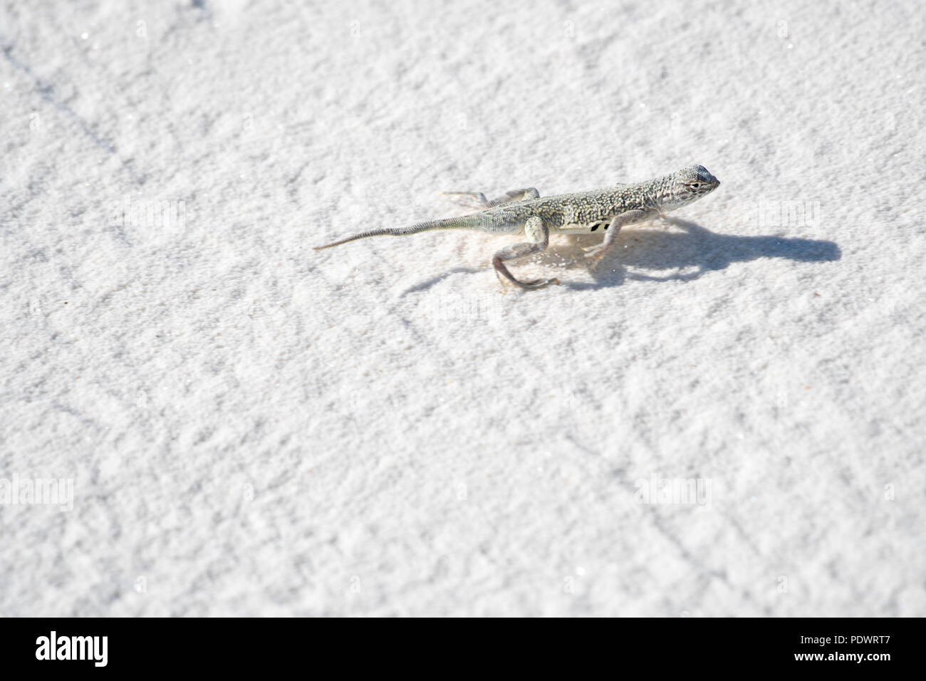 Bleached Earless Lizard, (Holbrookia maculata ruthveni), White Sands ...