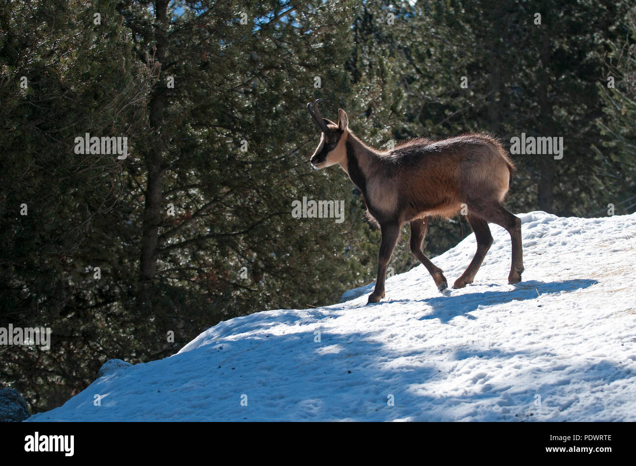 Pyrenean chamois in winter (Rupicapra pyrenaica) Spain Stock Photo - Alamy