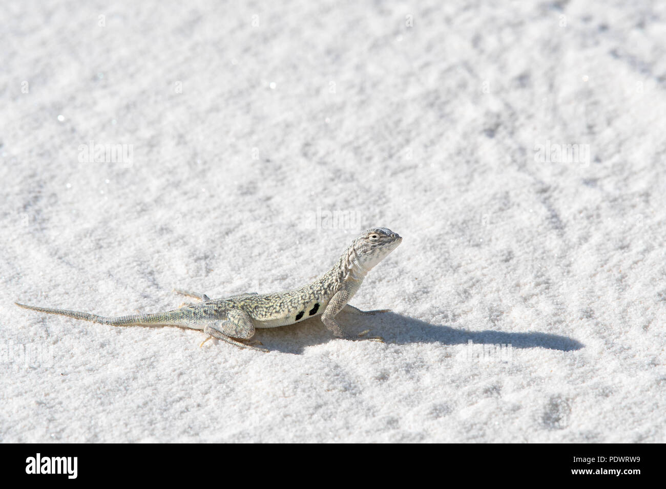 Bleached Earless Lizard, (Holbrookia maculata ruthveni), White Sands ...