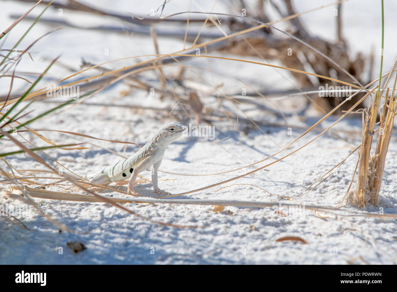 Bleached Earless Lizard, (Holbrookia maculata ruthveni), White Sands ...
