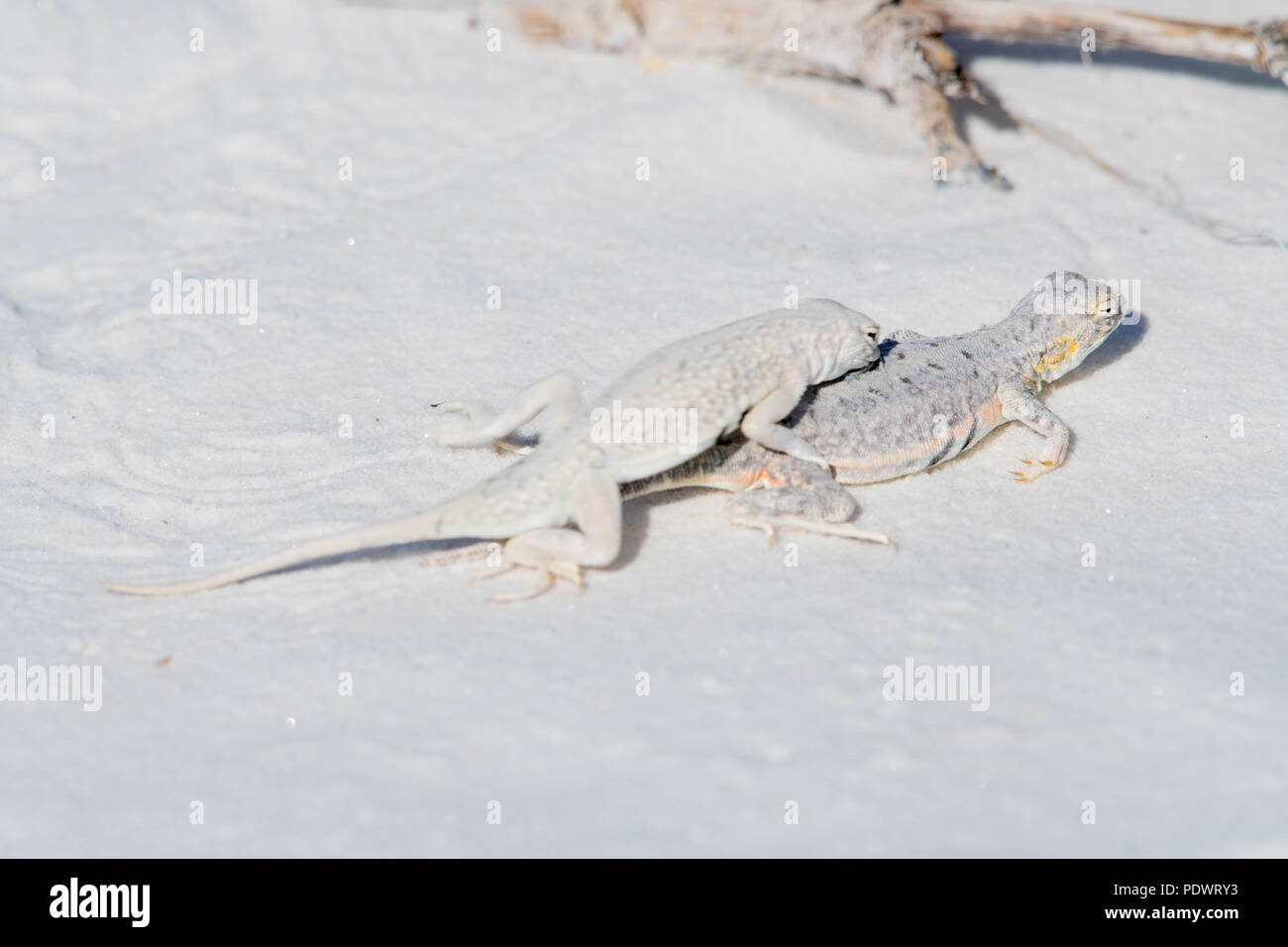 Bleached Earless Lizard, (Holbrookia maculata ruthveni), White Sands ...