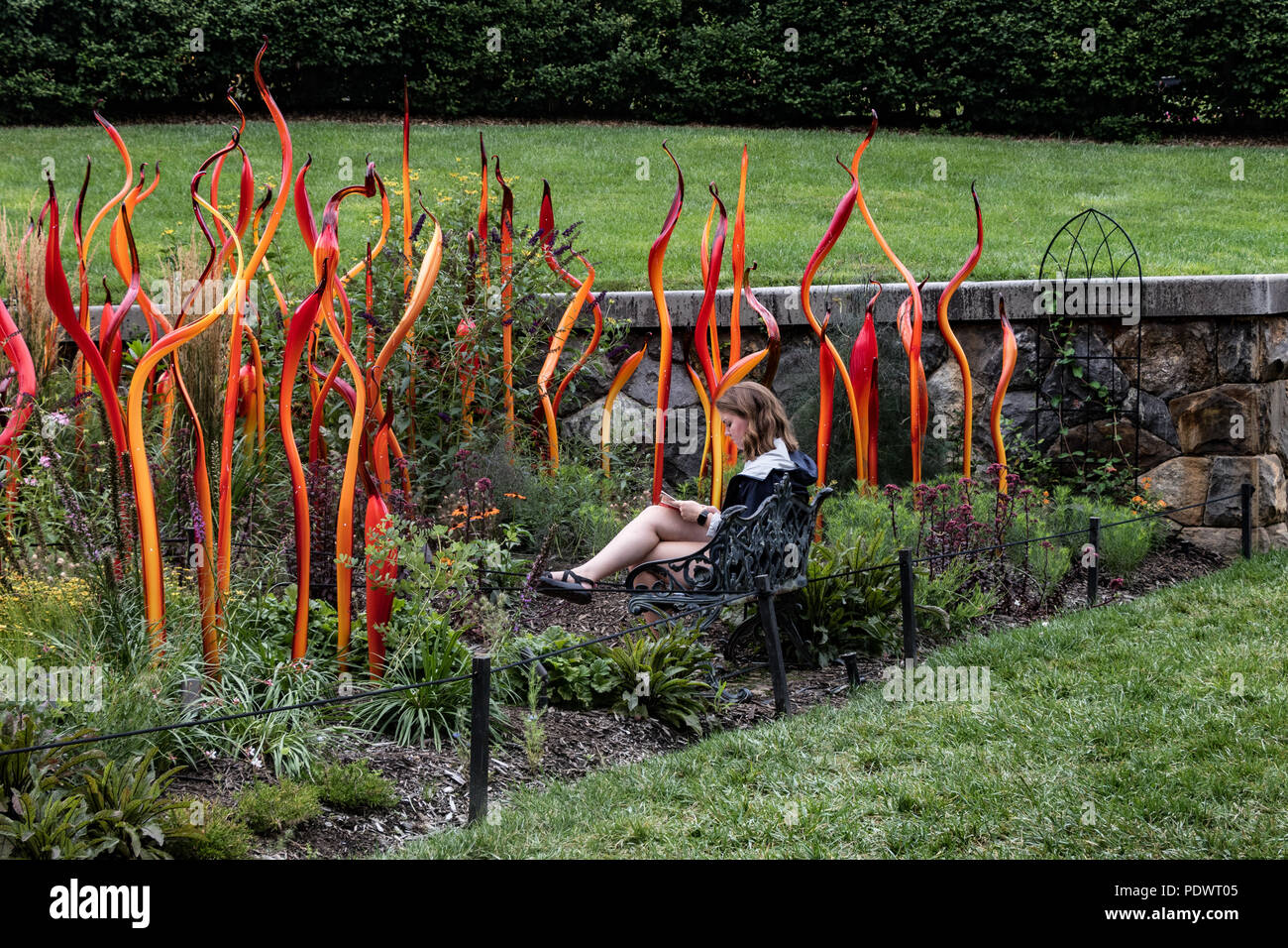 Copper birch hi-res stock photography and images - Alamy