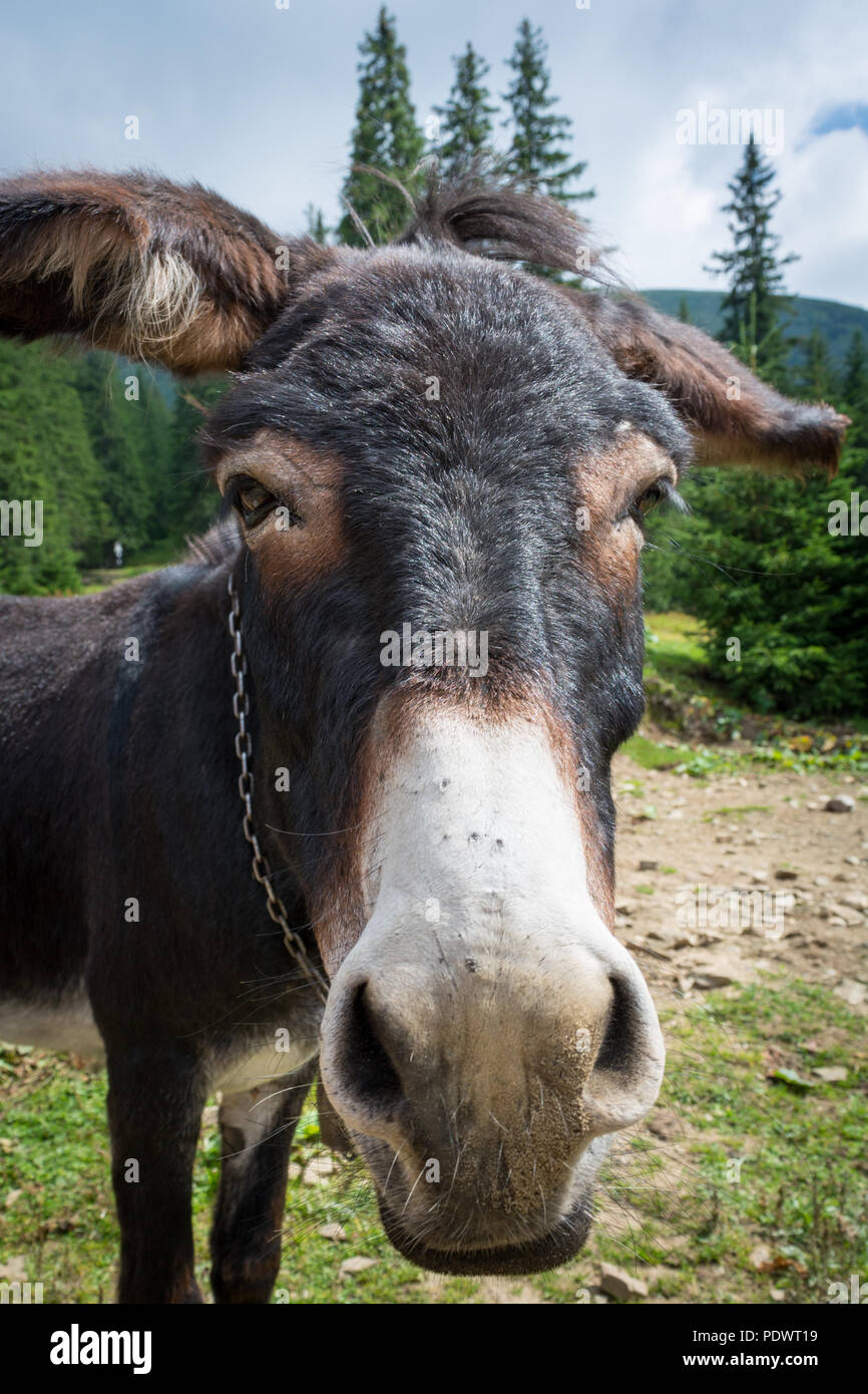 Donkey's head in the mountains Stock Photo - Alamy