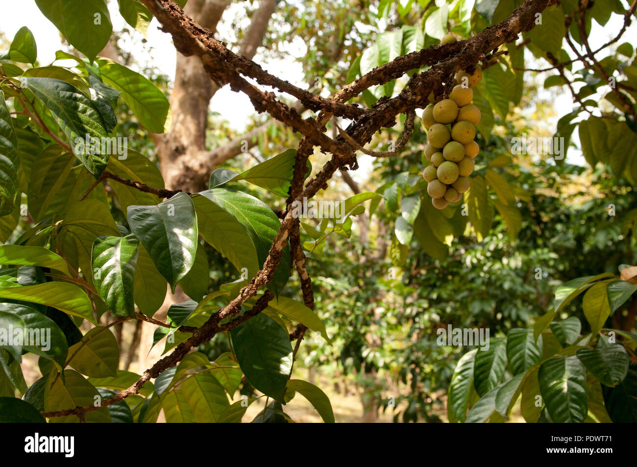 Langsat hi-res stock photography and images - Alamy