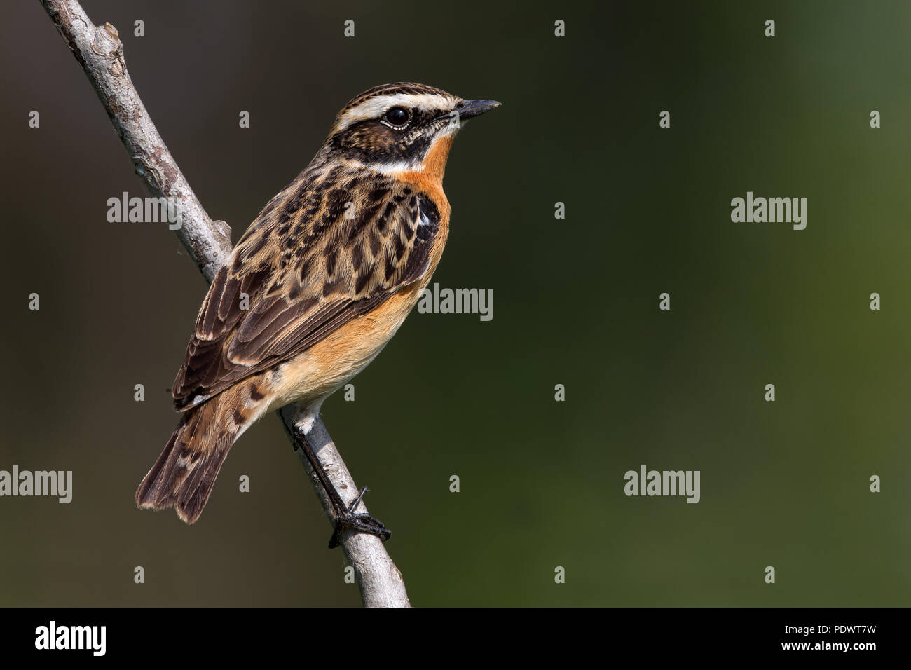 Winchat hi-res stock photography and images - Alamy