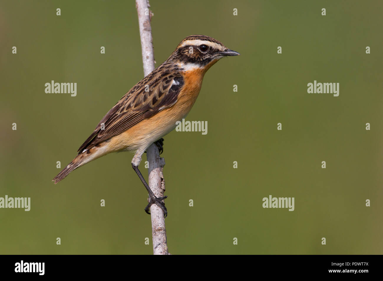 Winchat hi-res stock photography and images - Alamy