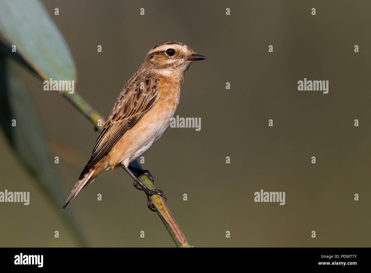 Female Winchat on reed stem Stock Photo - Alamy