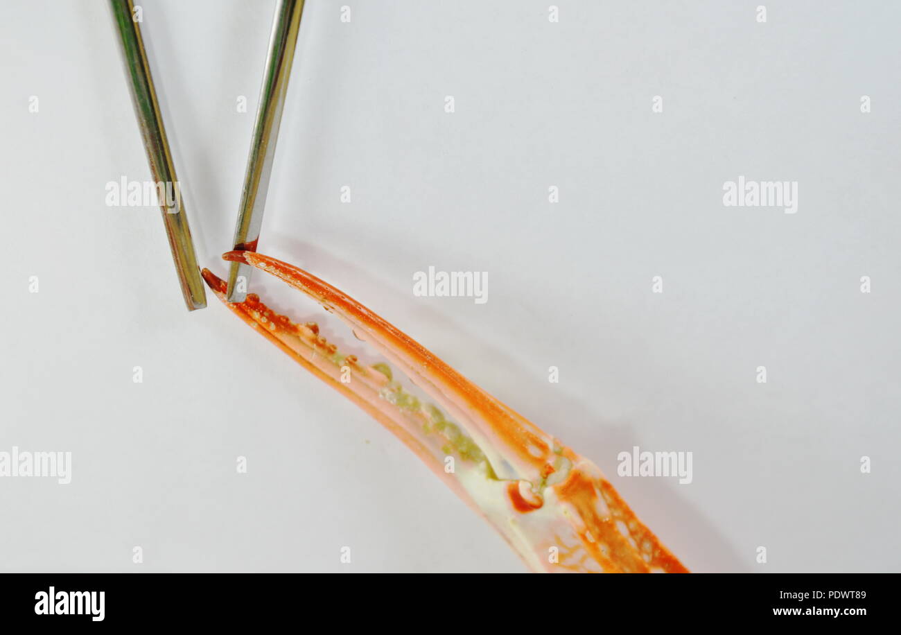 steamed flower crab nipper catch on stainless chopstick Stock Photo - Alamy