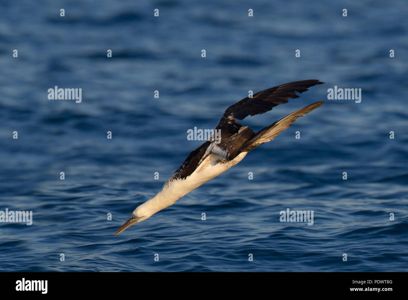Northern gannet diving fish hi-res stock photography and images - Alamy