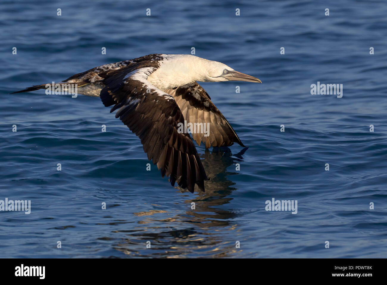 Northern gannet flying hi-res stock photography and images - Alamy