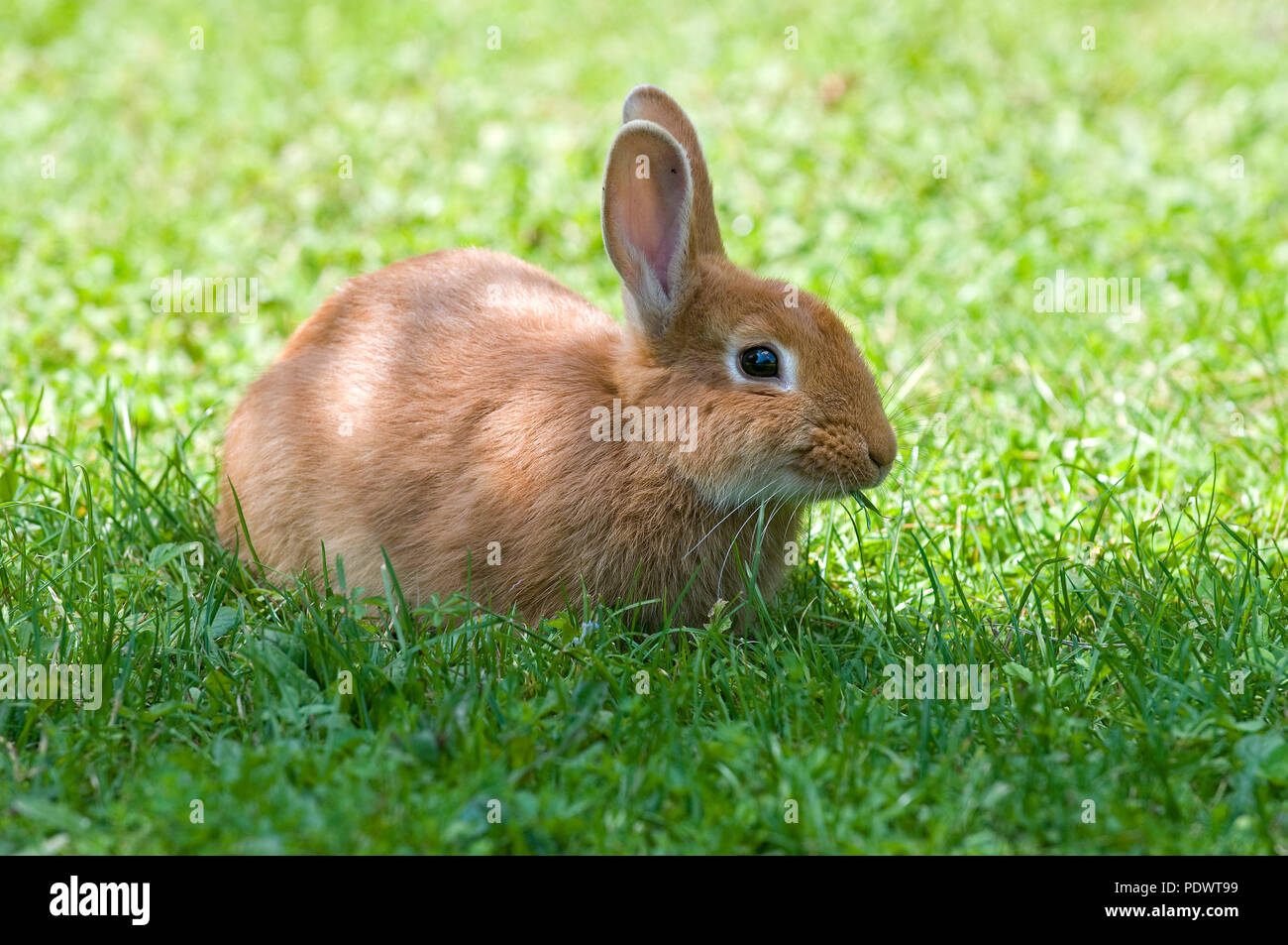 Lapin domestique hi-res stock photography and images - Alamy