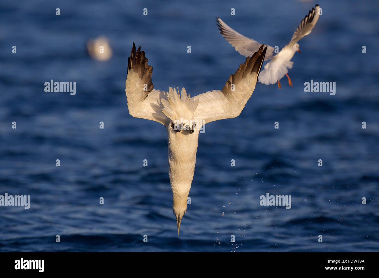 Gannet diving hi-res stock photography and images - Alamy