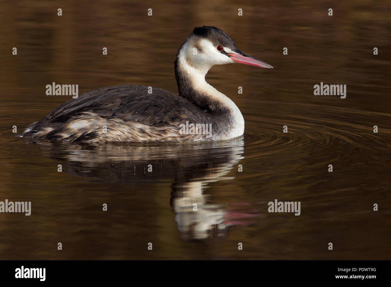 Breeding plumage great crested grebe hi-res stock photography and ...