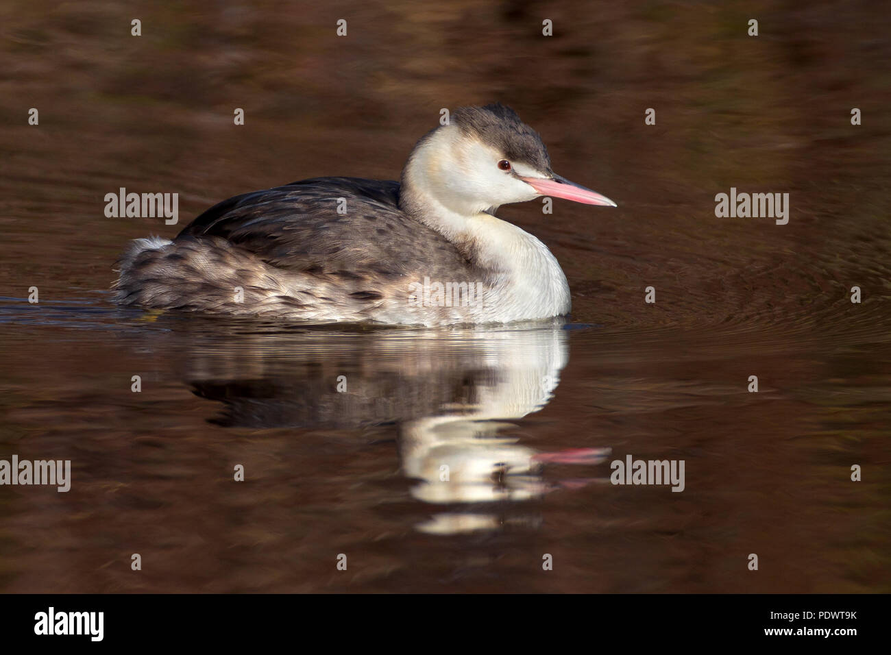 Great Crested Grebe in non-breeding plumage on dark water with ...