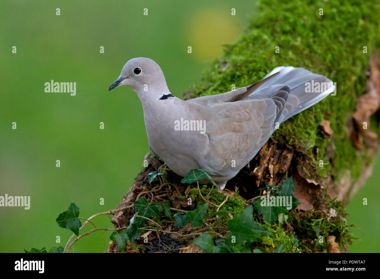 Collared Dove on moss covered tree with ivy Stock Photo - Alamy