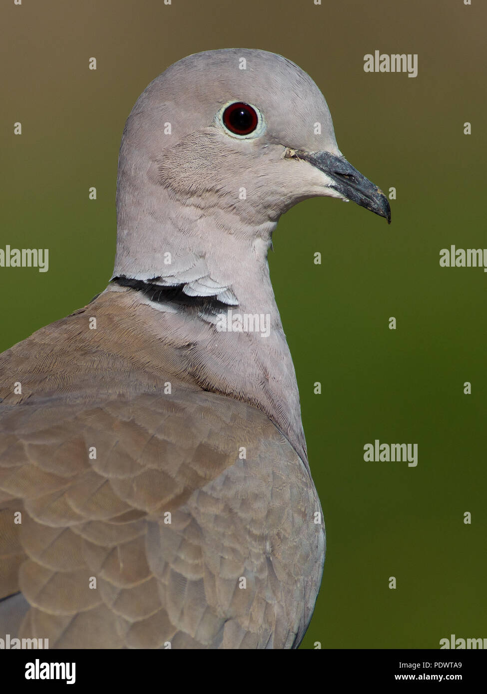 Dove with green background hi-res stock photography and images - Alamy