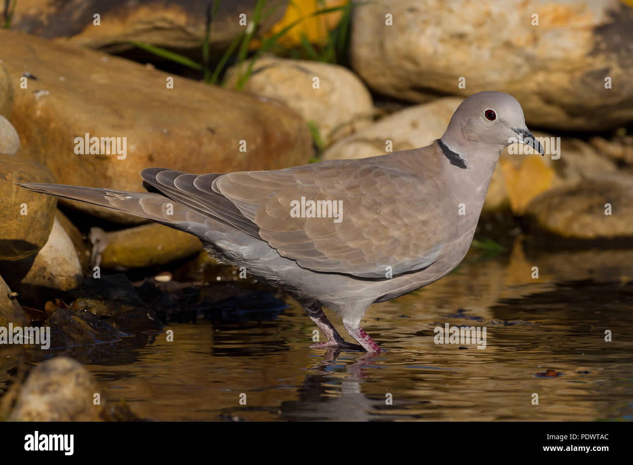 Collared Dove drinking Stock Photo - Alamy