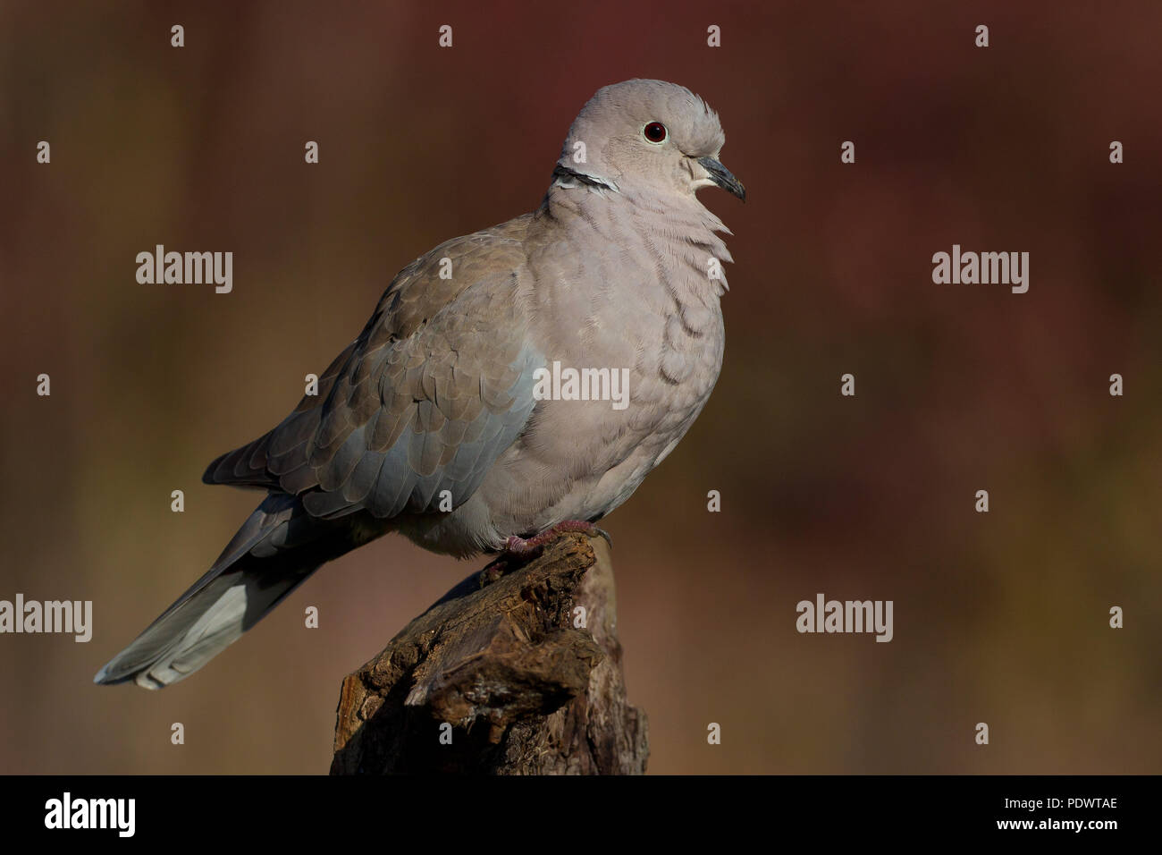 Rock dove bird dove hi-res stock photography and images - Alamy