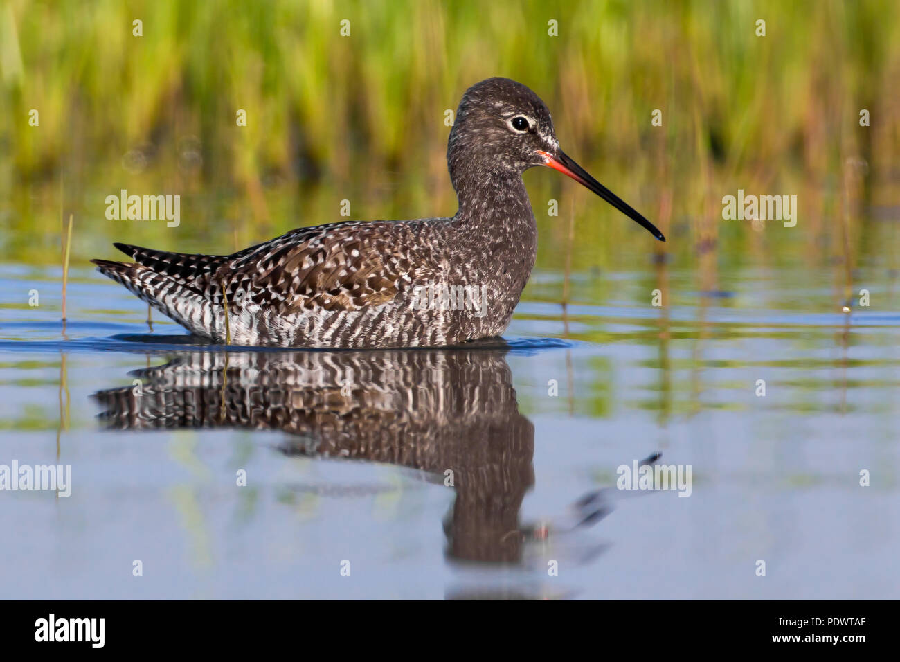 Redshank juvenile hi-res stock photography and images - Alamy