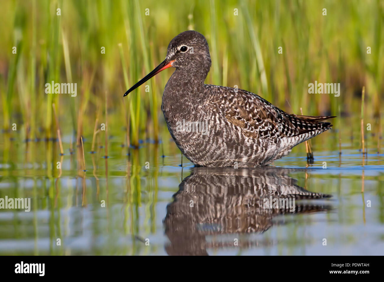Redshank juvenile hi-res stock photography and images - Alamy