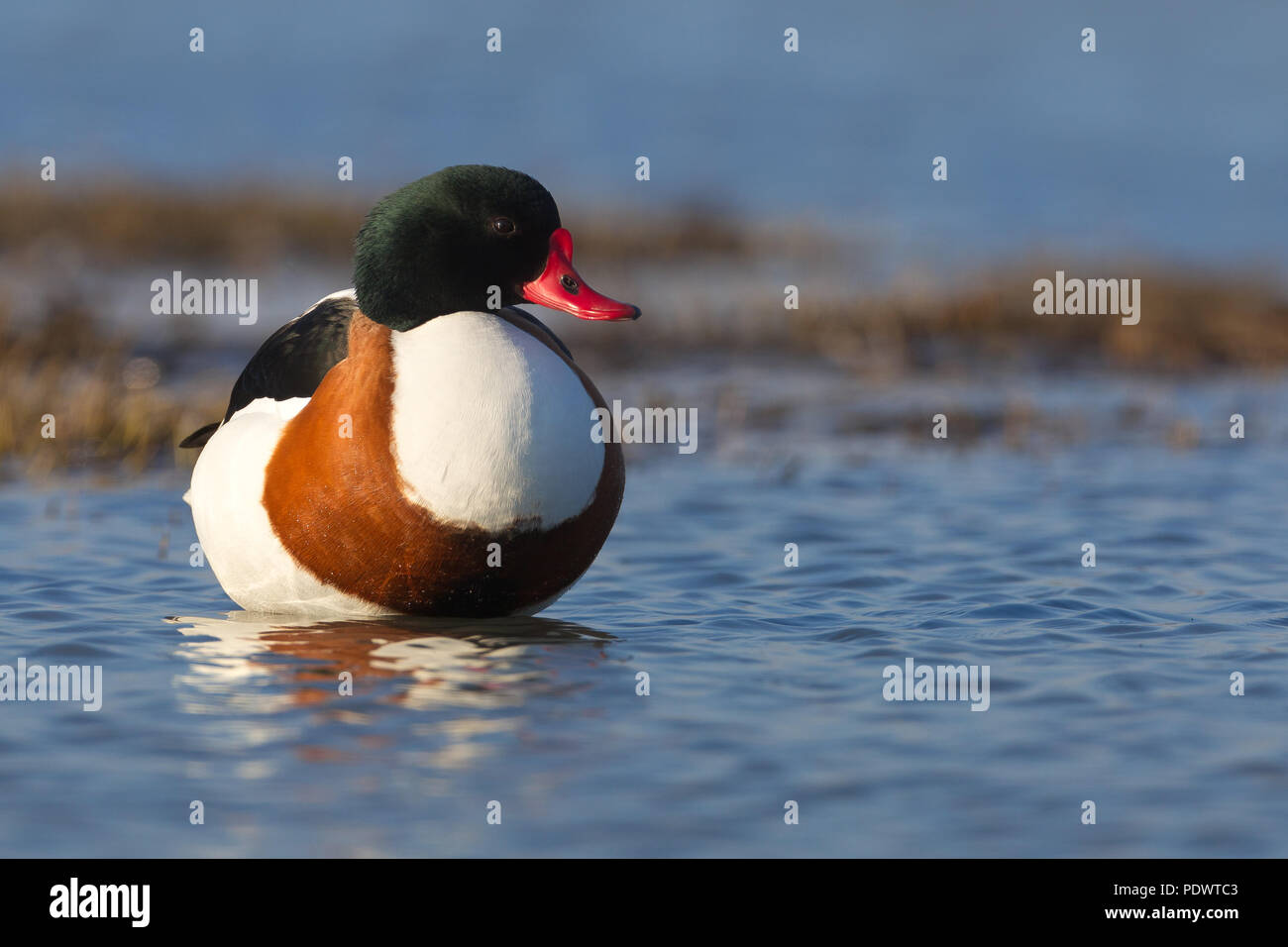Shelduck waterbird hi-res stock photography and images - Alamy