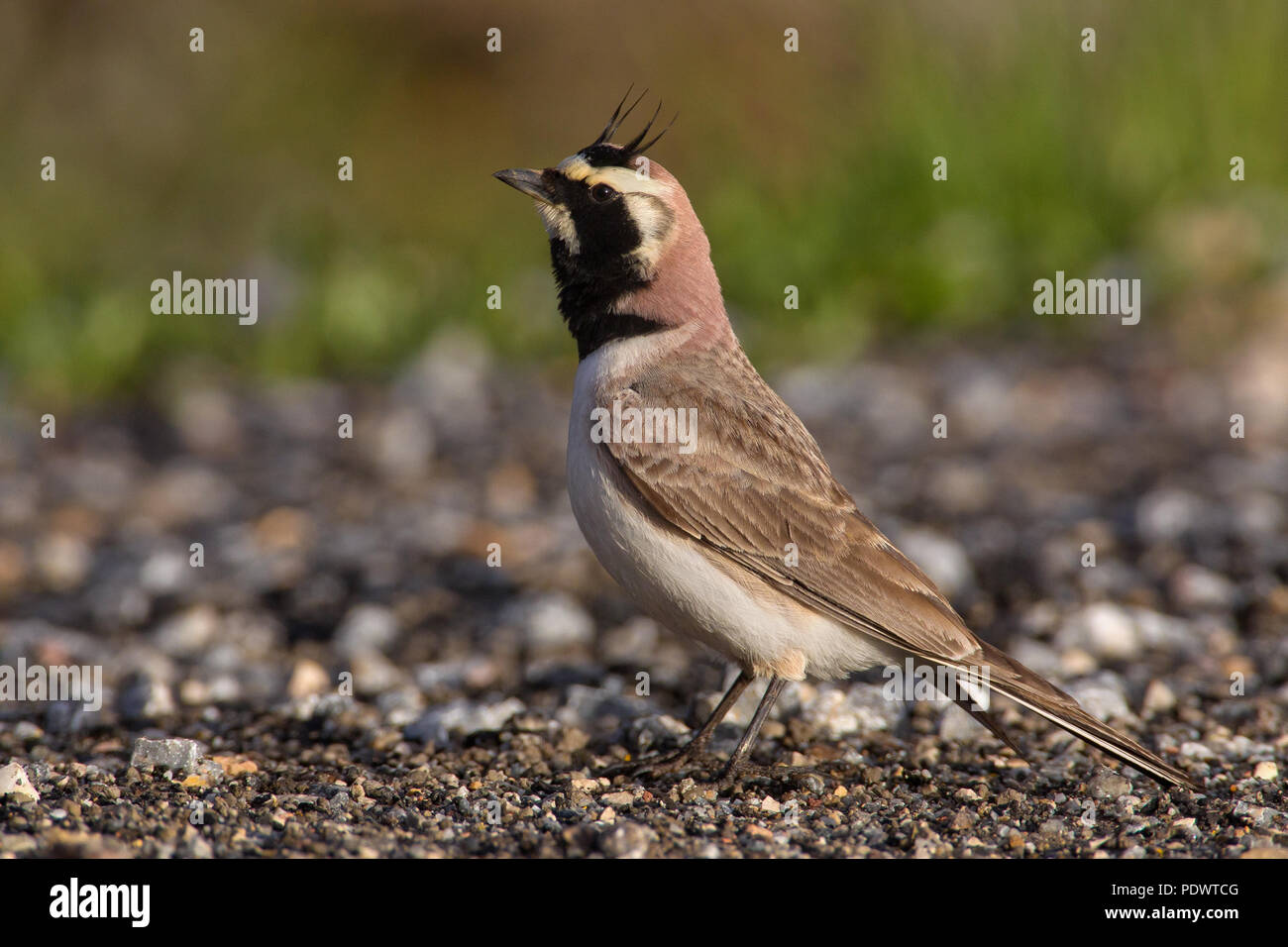 Male Horned Lark in breeding habitat Stock Photo - Alamy