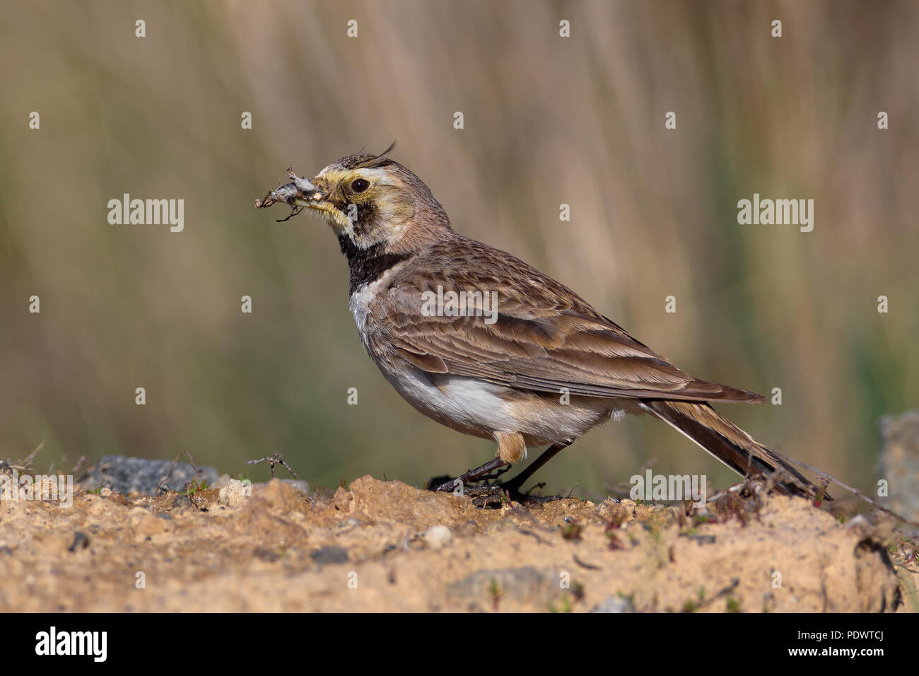 Female Horned Lark with prey in bill Stock Photo - Alamy