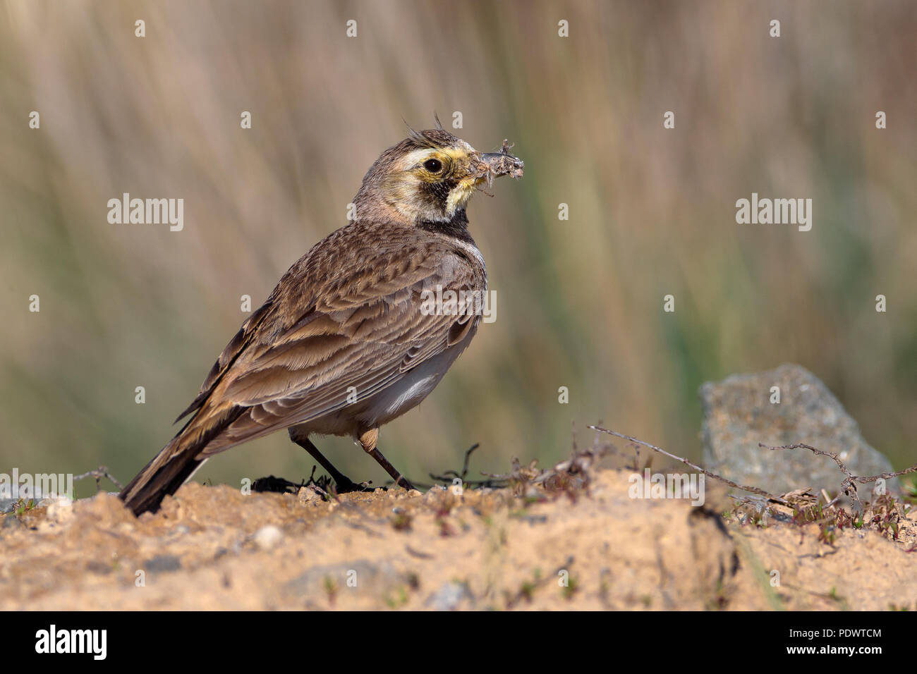 Female Horned Lark with prey in bill Stock Photo - Alamy