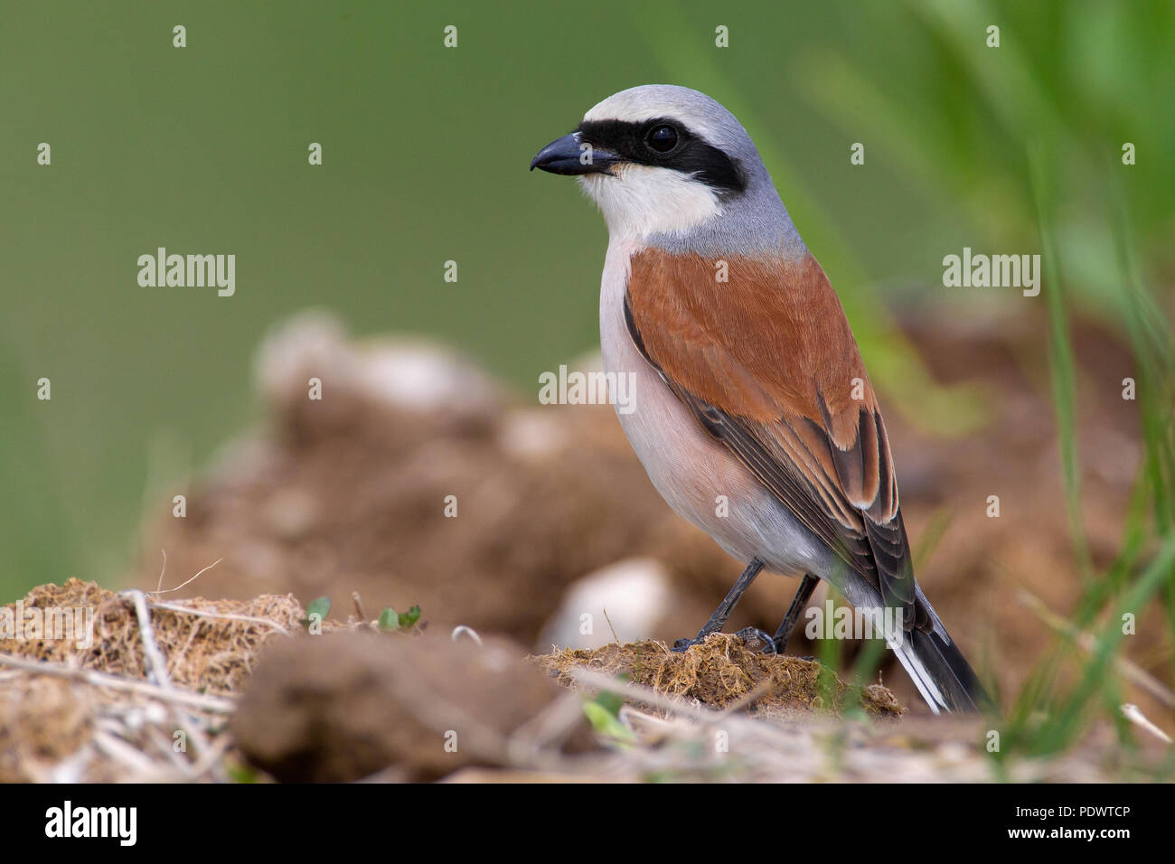 Male Red-backed Shrike in breeding plumage on the ground Stock Photo ...