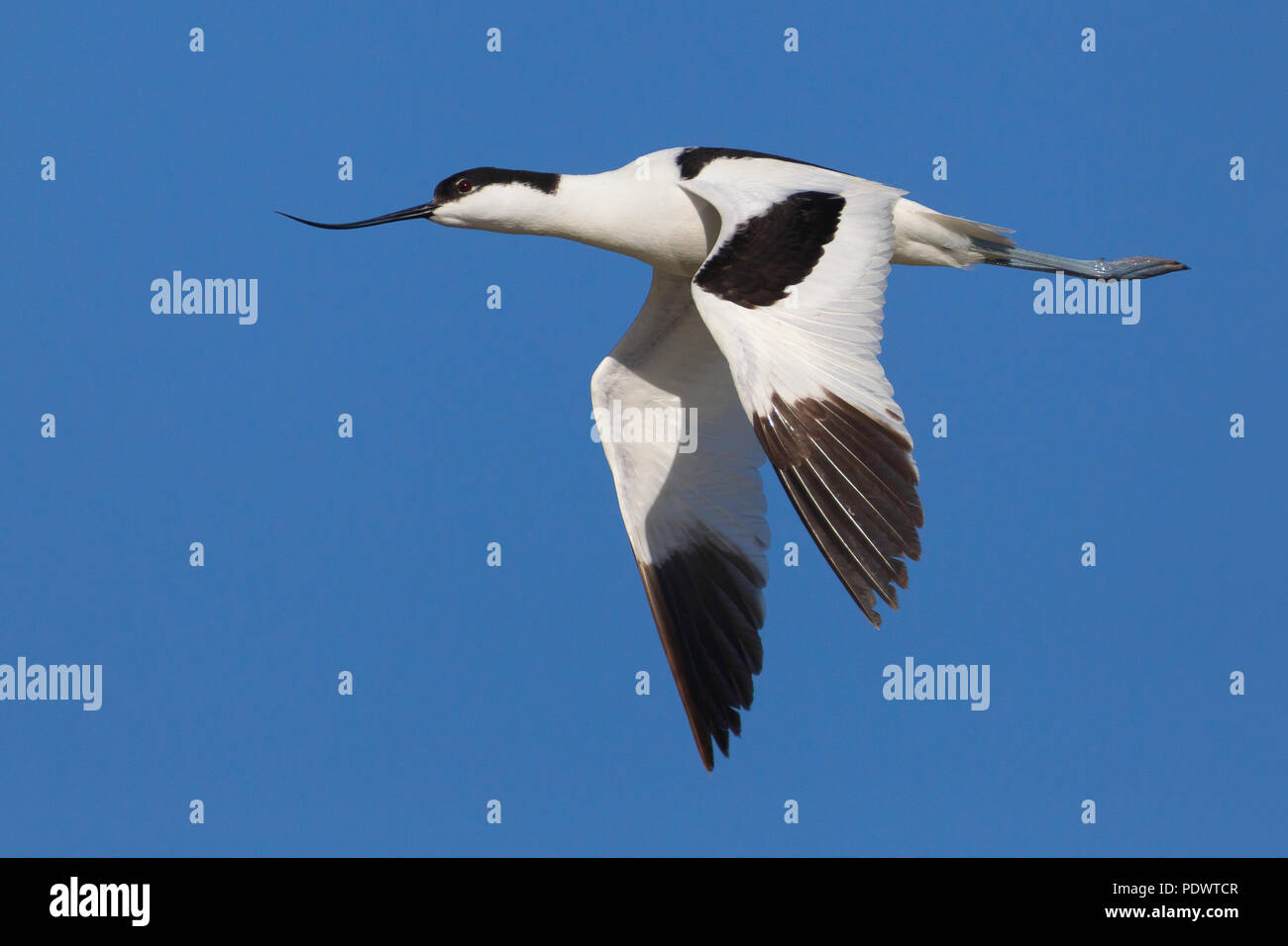 Adult flying Avocet against a blue sky Stock Photo - Alamy