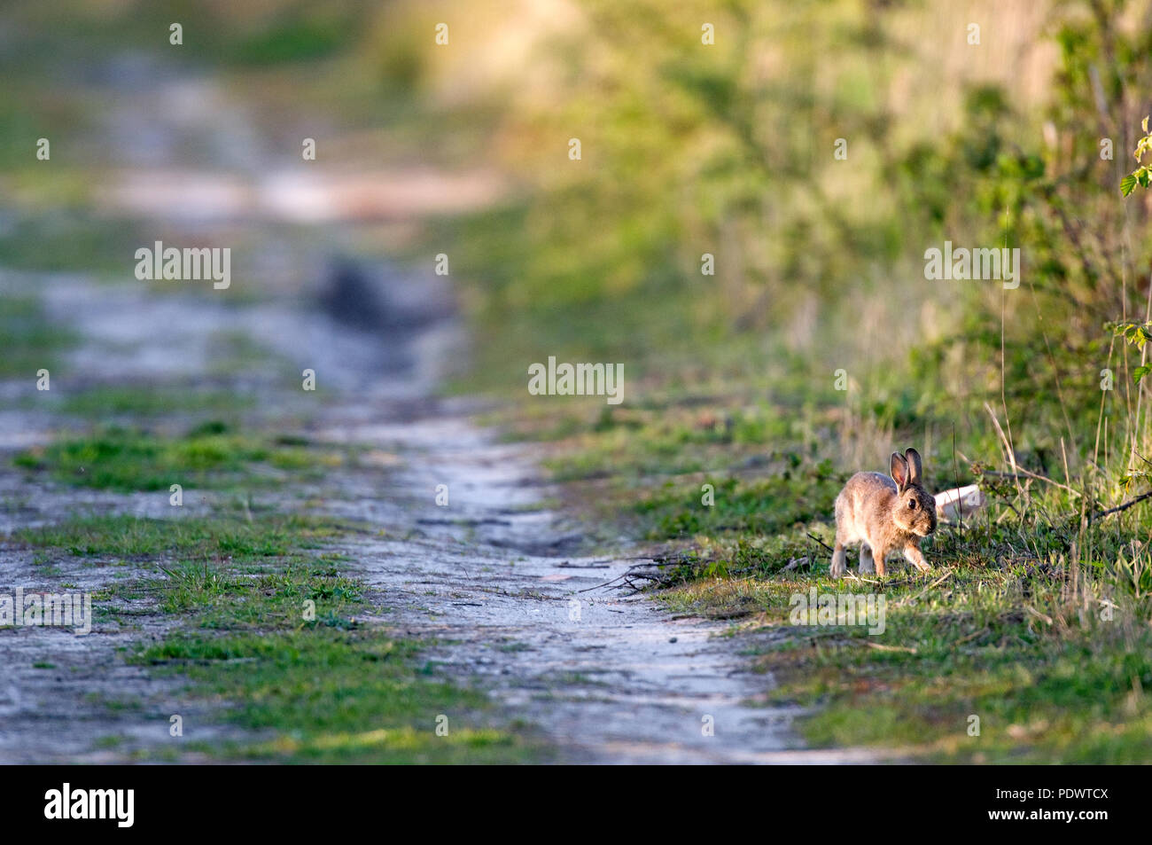 Lapin de garenne hi-res stock photography and images - Alamy