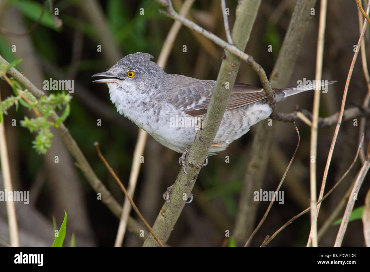 Barred Warbler in breeding habitat Stock Photo - Alamy
