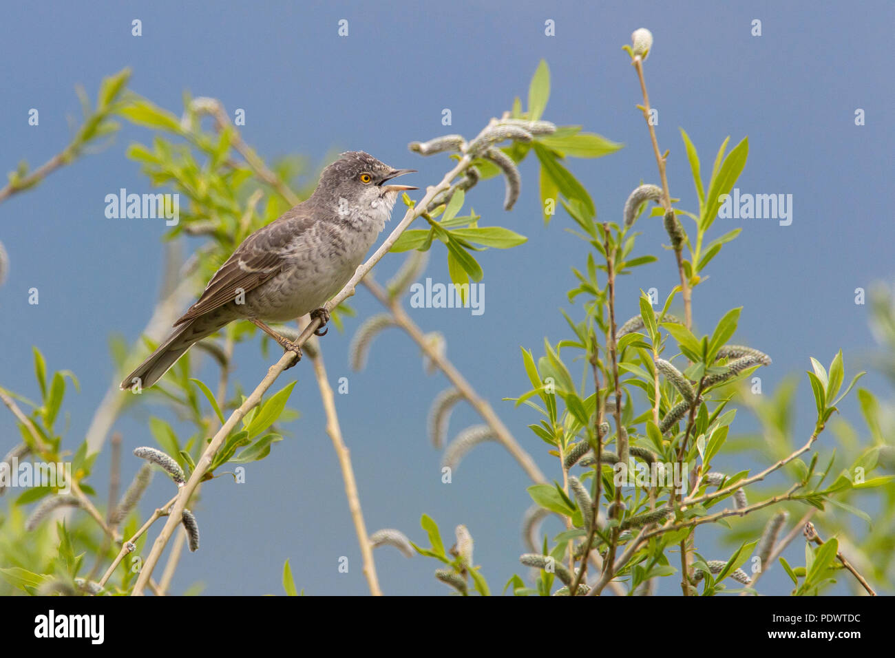 Barred Warbler in breeding habitat Stock Photo - Alamy