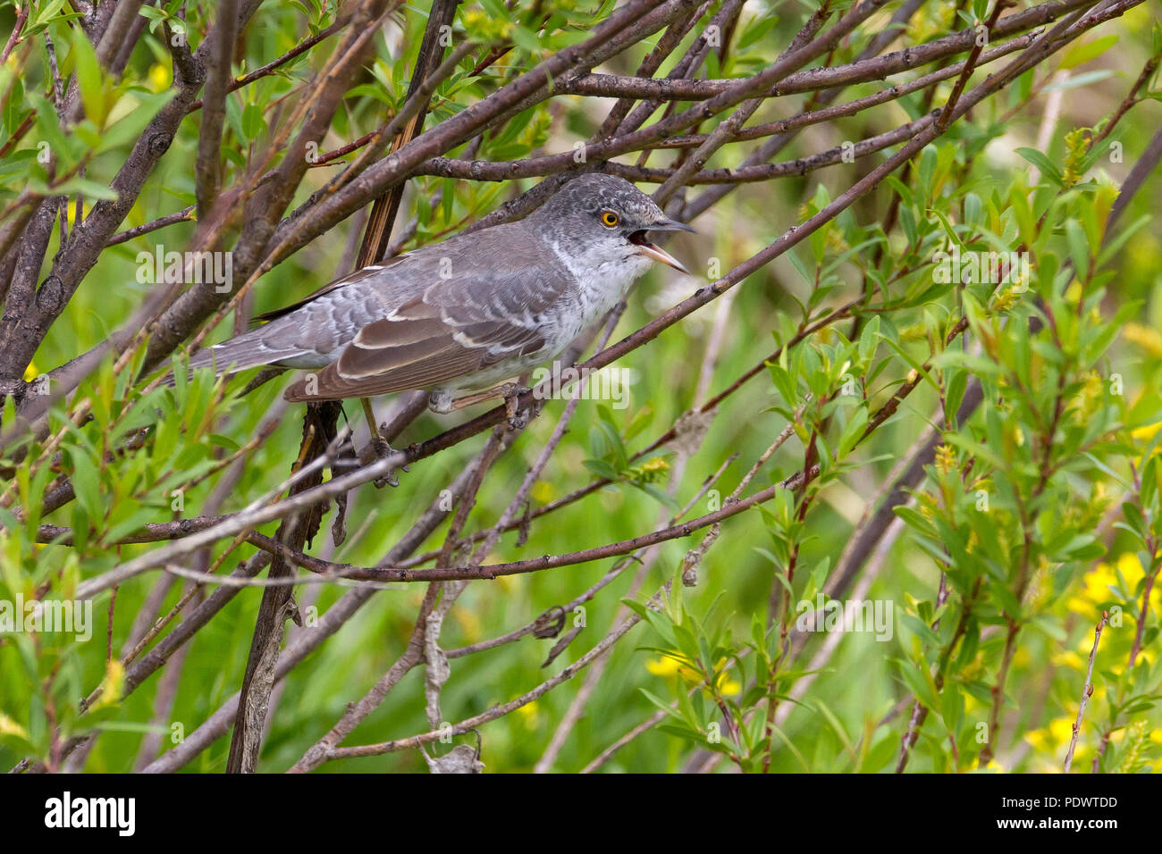 Barred Warbler in breeding habitat Stock Photo - Alamy
