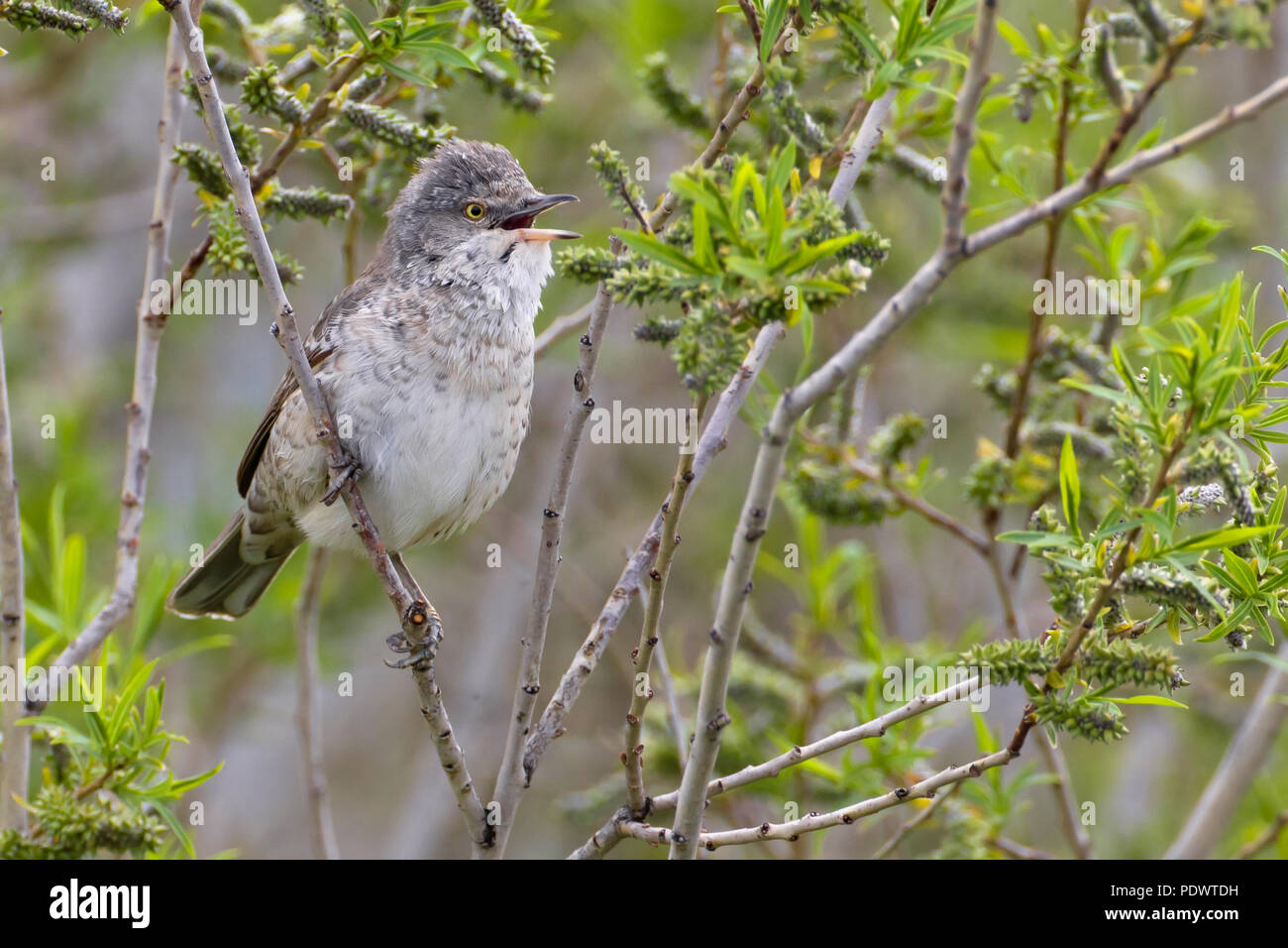 Barred Warbler in breeding habitat Stock Photo - Alamy
