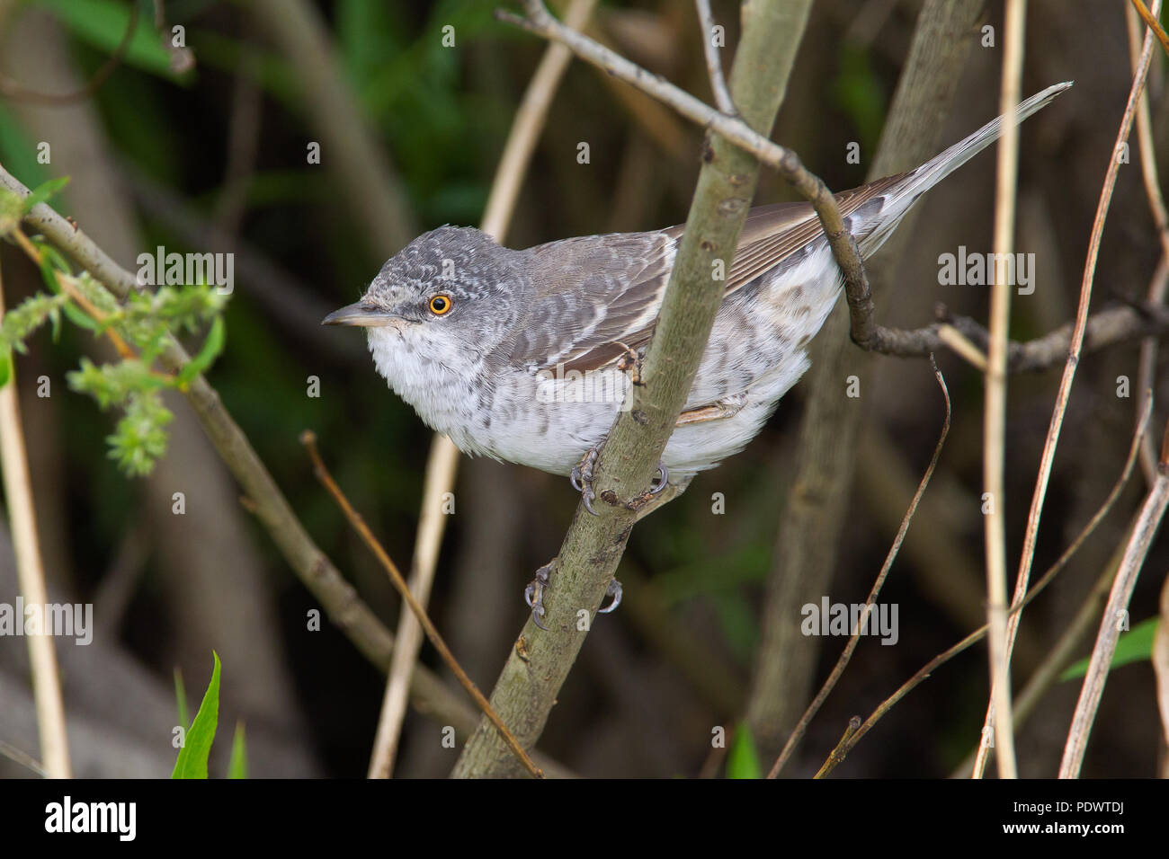 Barred Warbler in breeding habitat Stock Photo - Alamy
