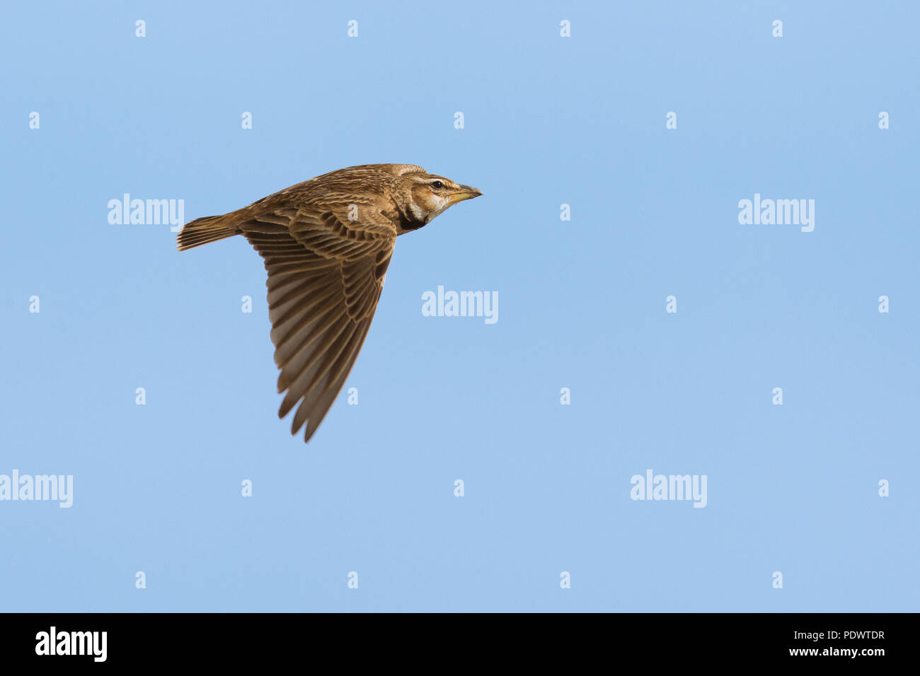 Sky lark hi-res stock photography and images - Alamy