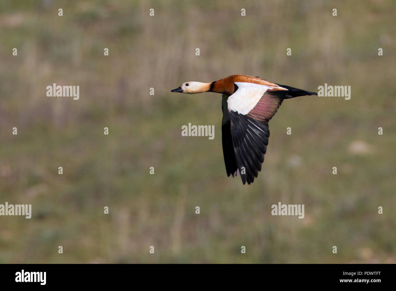 Ruddy Shelduck flying Stock Photo - Alamy